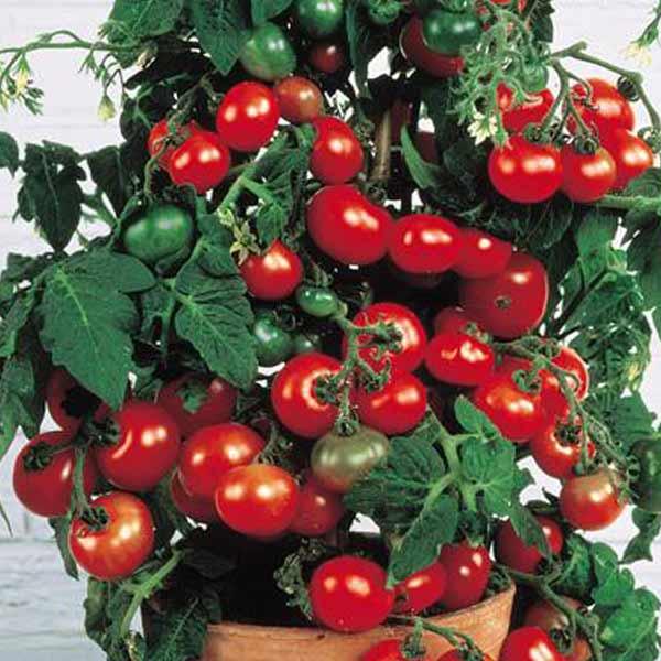 ટામેટું રે ટામેટું.. – આરોહી શેઠ | Aksharnaad.com